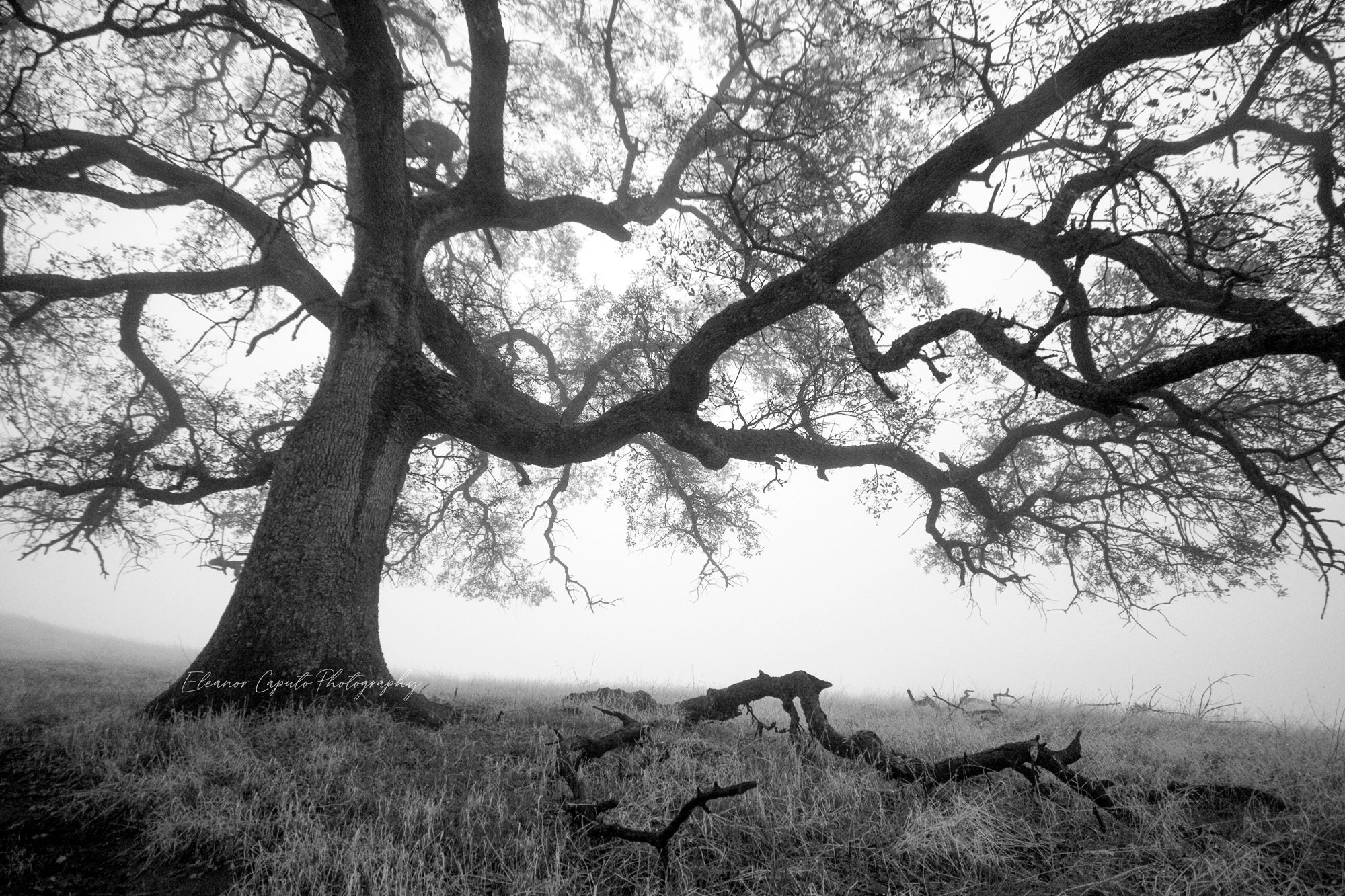 B&W Photography Oak Tree in Fog Jackson California - Etsy