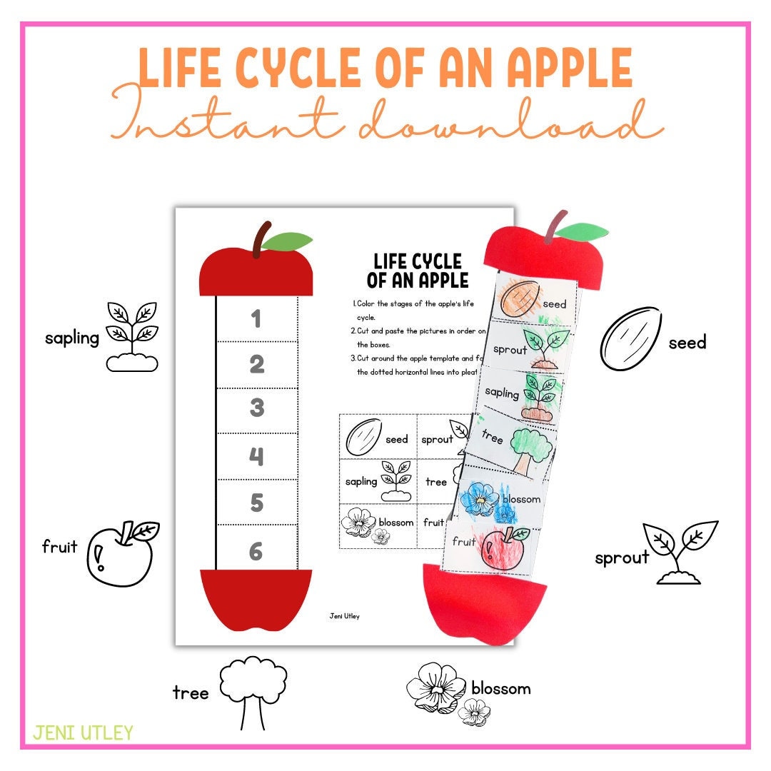 Life Cycle of an Apple Preschool Activity Preschool Unit Study - Etsy