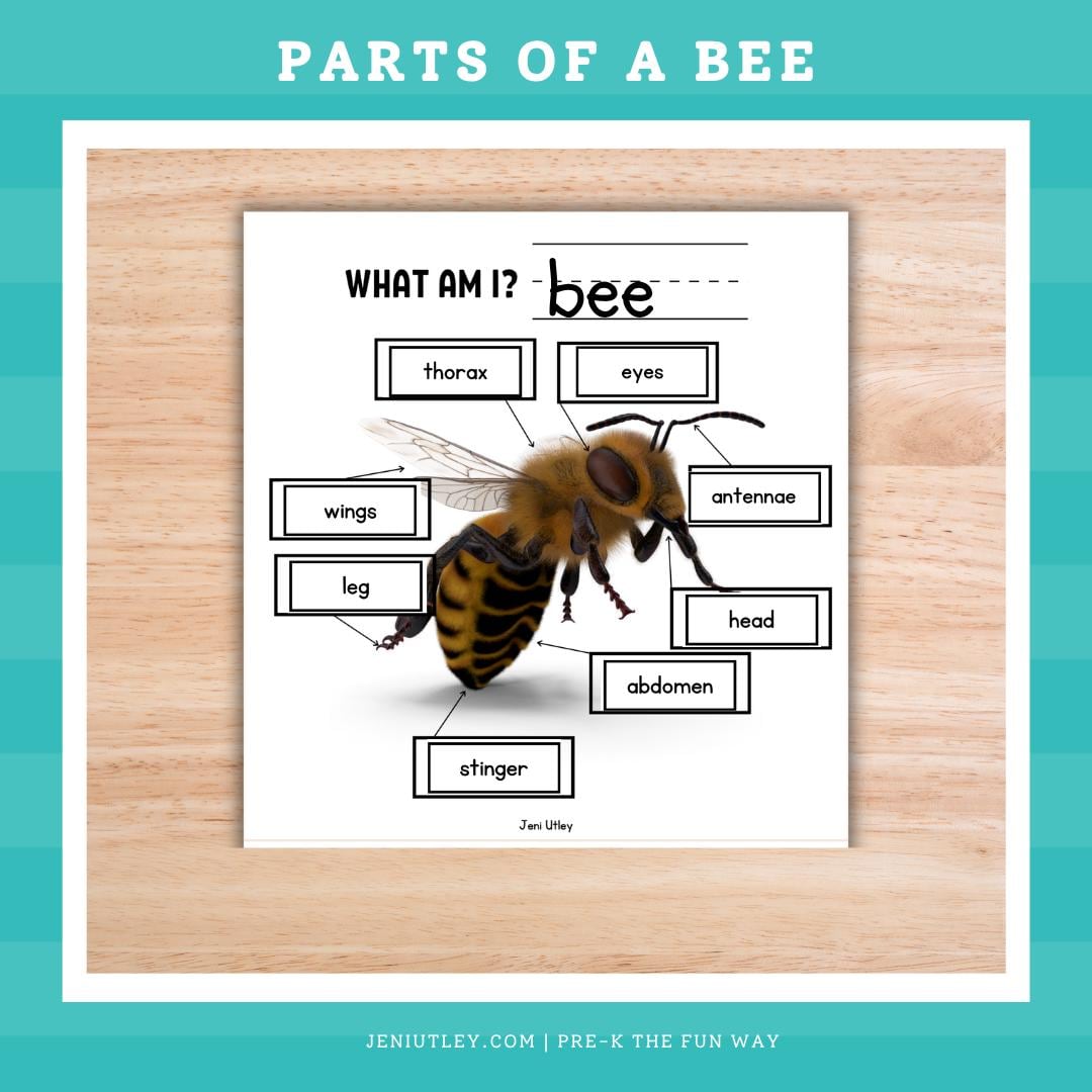 Bee Anatomy Worksheet | Label a Bee Printable (digital Download) - Etsy