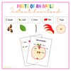 Life Cycle of an Apple Preschool Activity Preschool Unit Study - Etsy