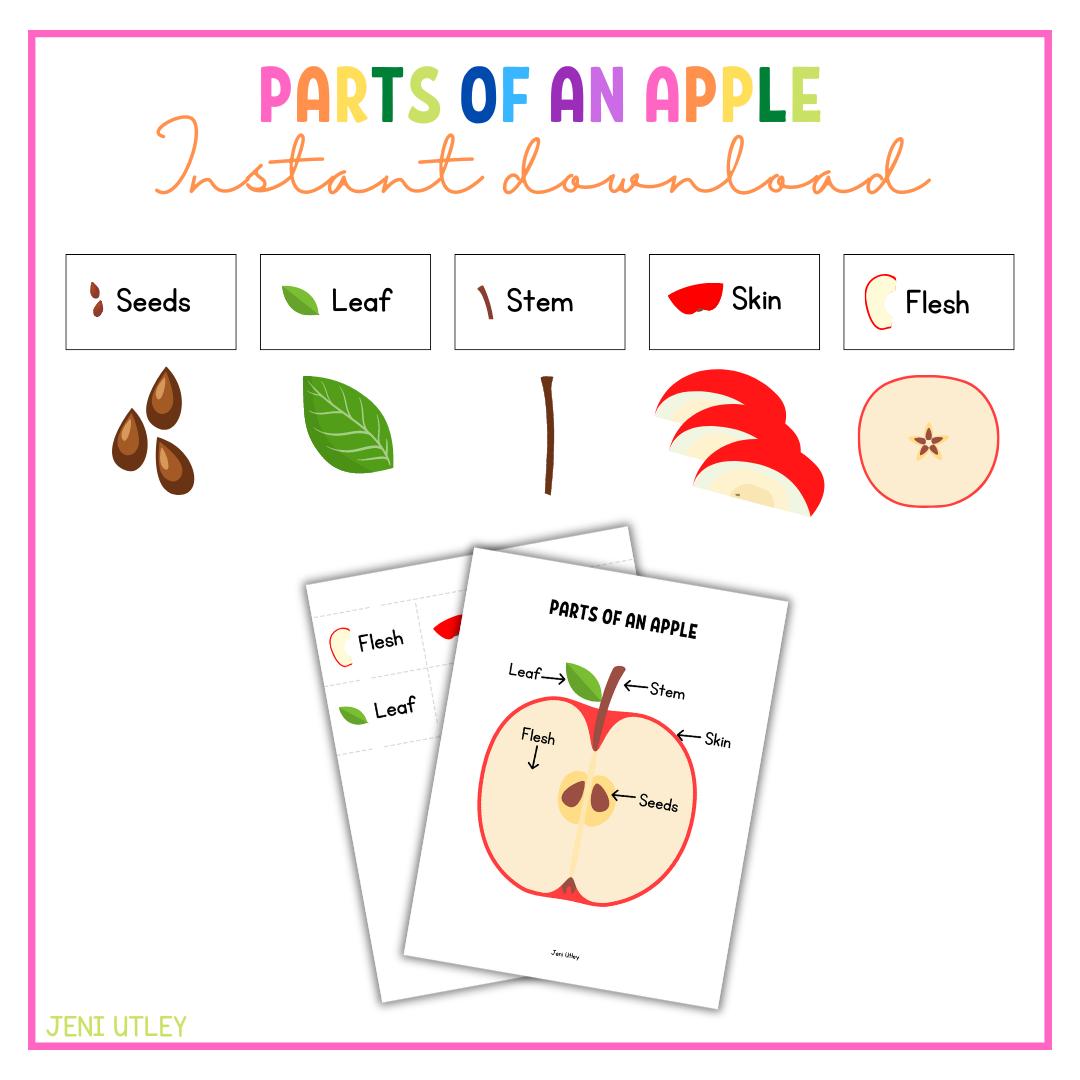 Parts of an Apple | Preschool Science Worksheet - Etsy