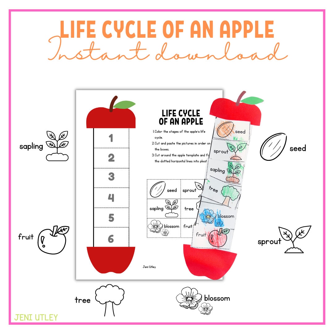 Ciclo de vida de una manzana Actividad preescolar Estudio - Etsy España
