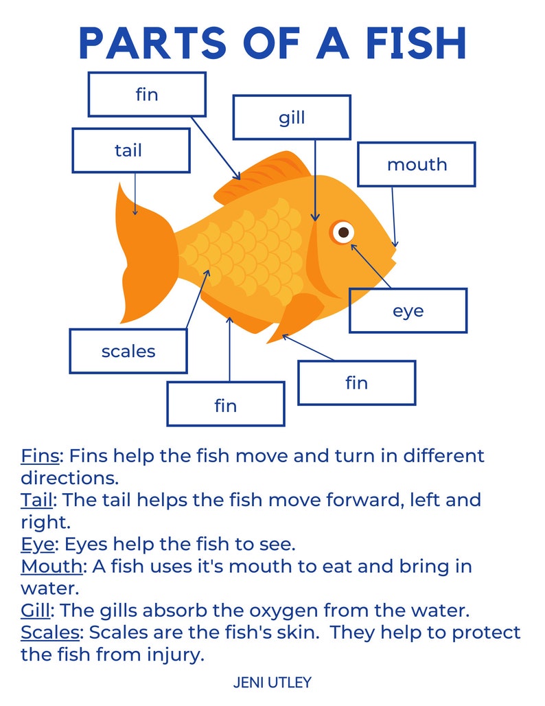 Ocean Learning Activity Parts of a Fish Field Trip | Etsy