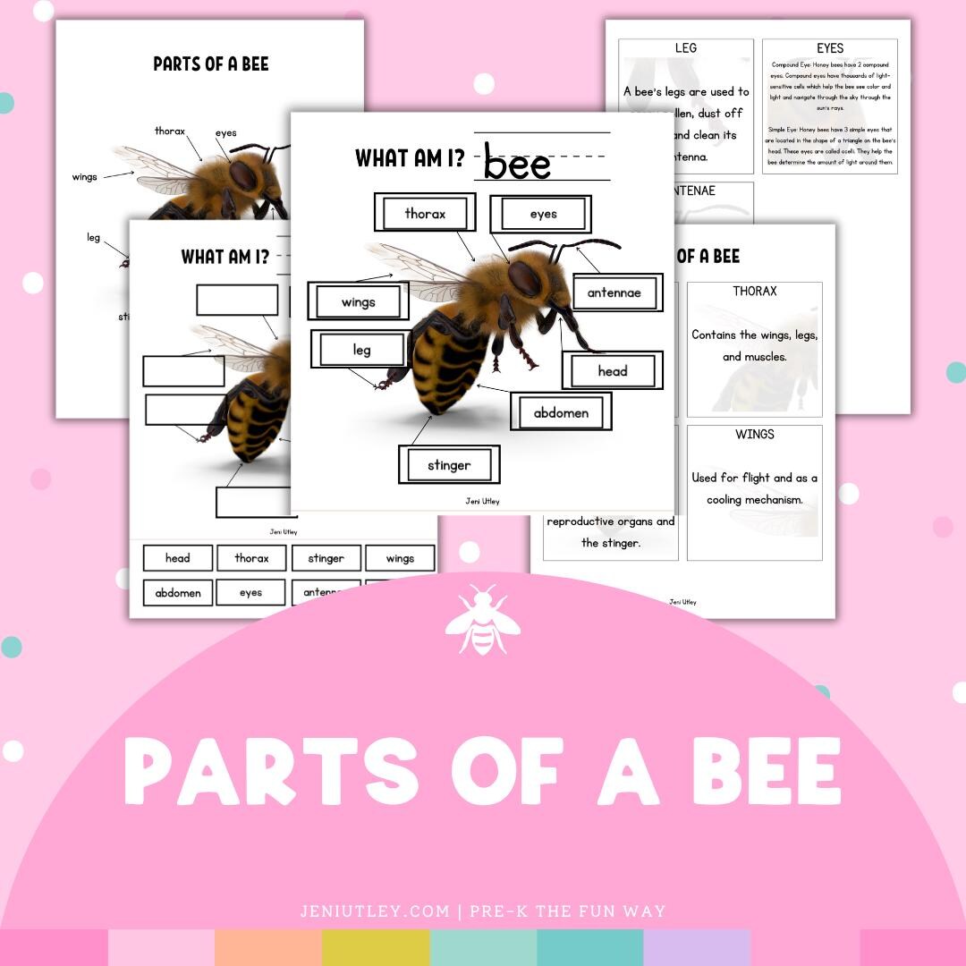 Bee Anatomy Worksheet | Label a Bee Printable (digital Download) - Etsy
