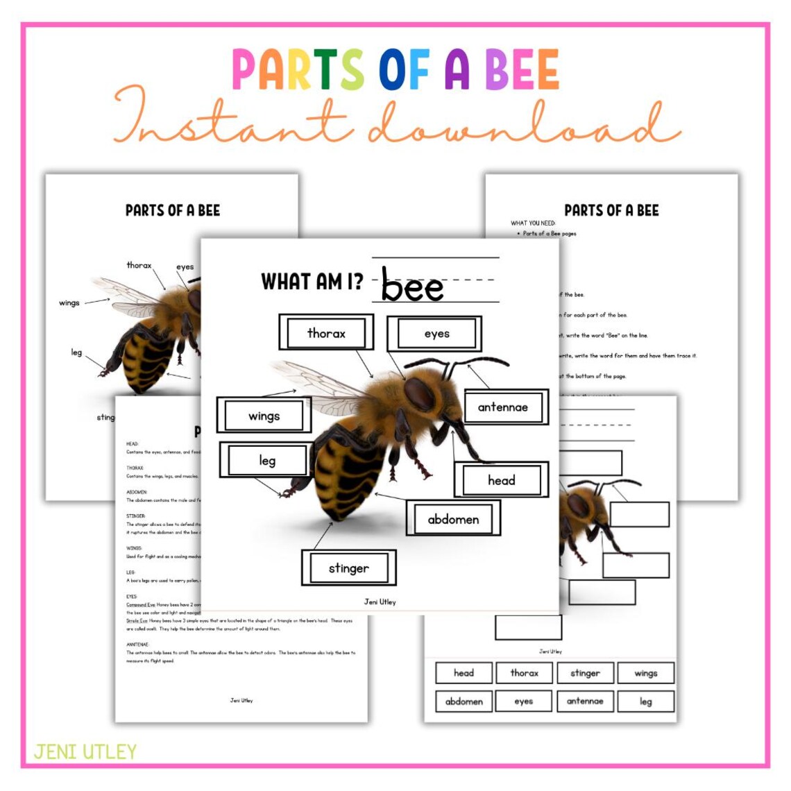 Bee Anatomy Worksheet | Label a Bee Printable (digital Download) - Etsy