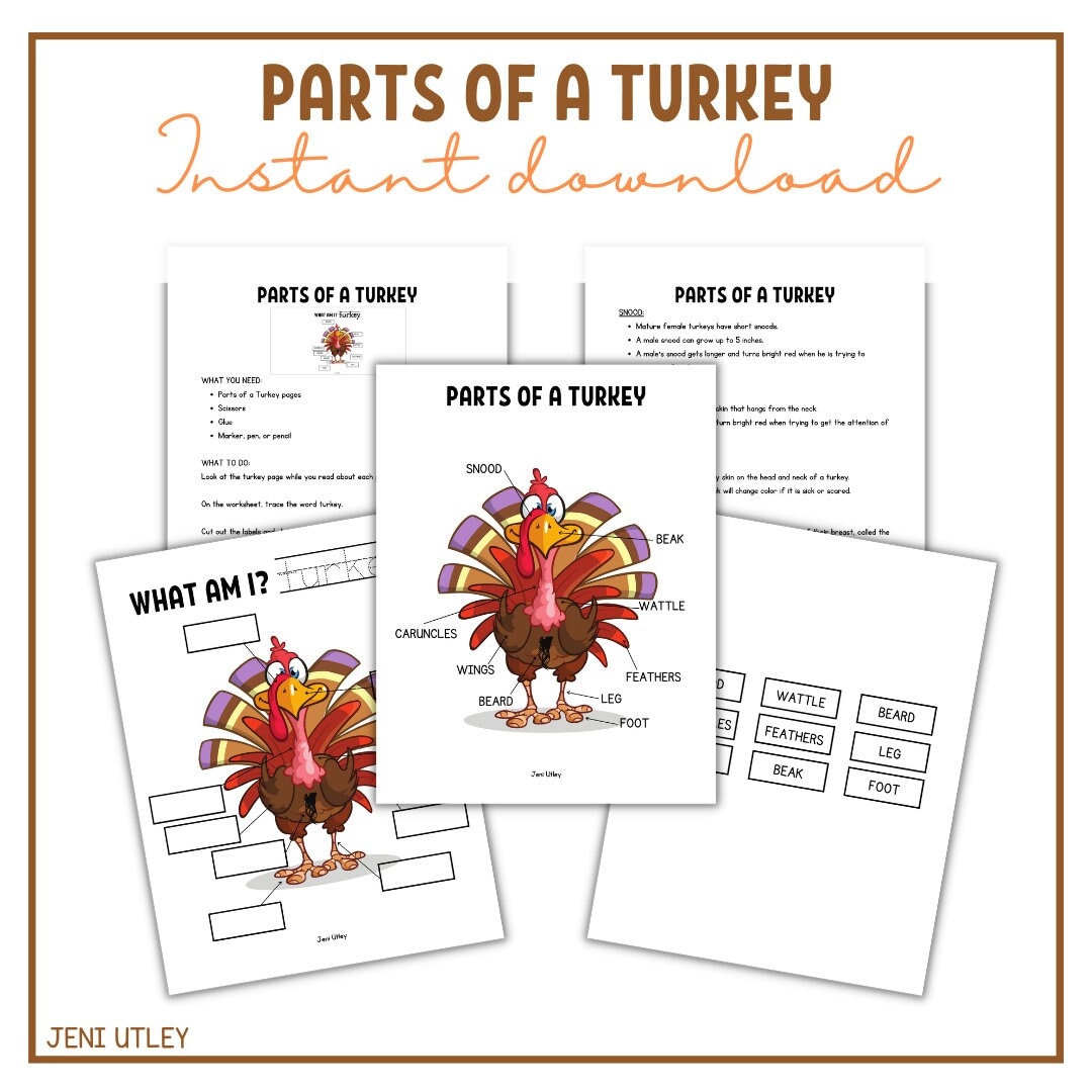 Parts of a Turkey Thanksgiving Activity Worksheet for Preschoolers - Etsy
