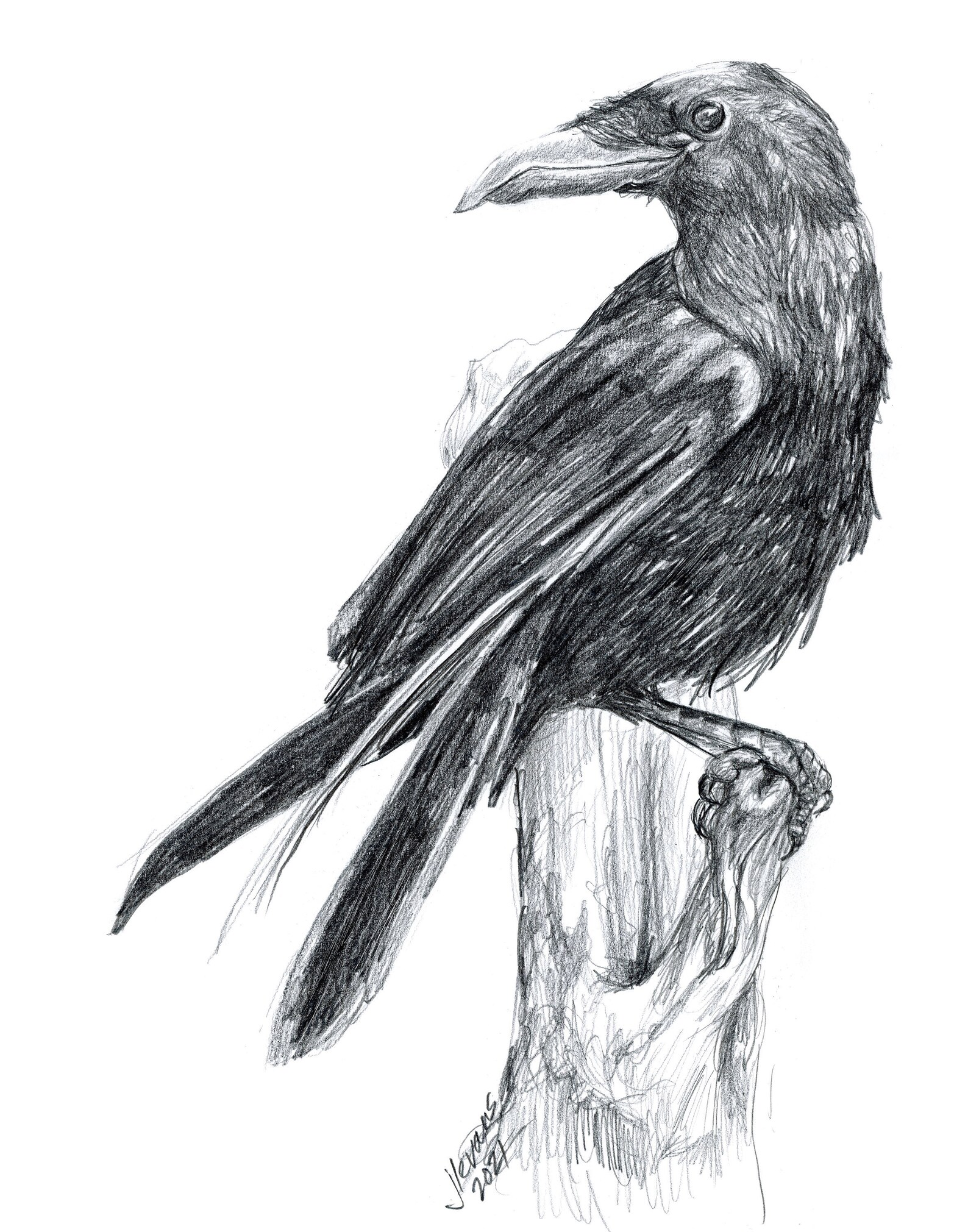 Smiling Raven - Etsy