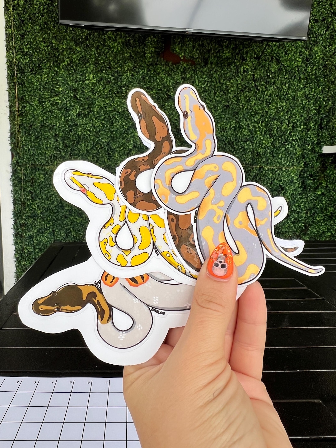 Ball Python Morphs - Etsy