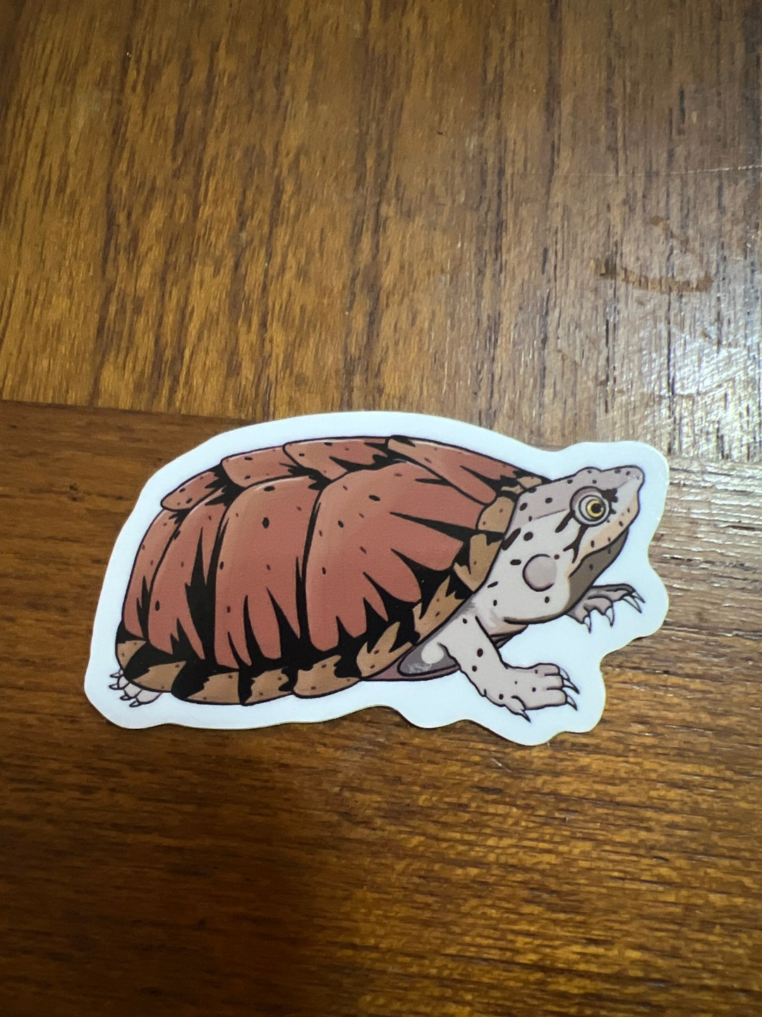 Razor Back Musk Turtle - Etsy