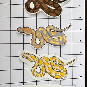 Ball Python Morphs - Etsy