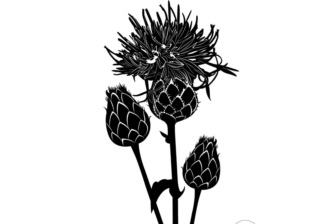 A Visual Metaphor for the Philosophical Idea of Hope Cirsium - Etsy