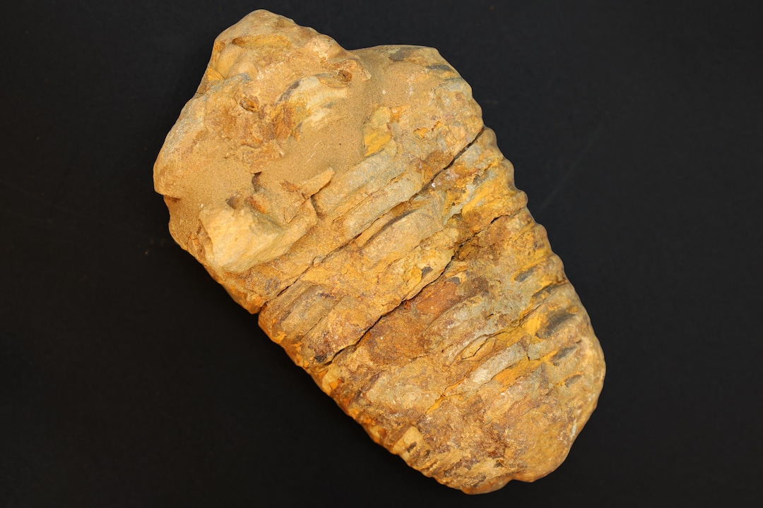 Trilobite Flexicalymene, Stone Fossil From the Ordovician Period, 450 ...