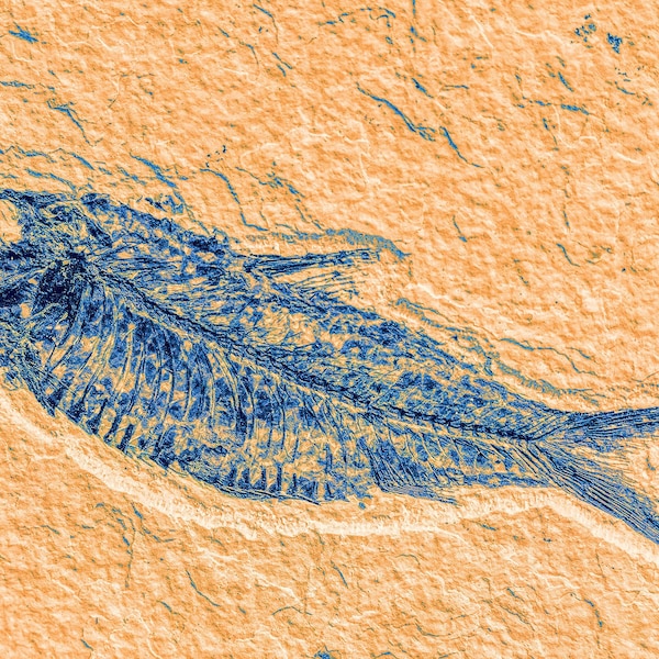 Antique Fish Print - Etsy