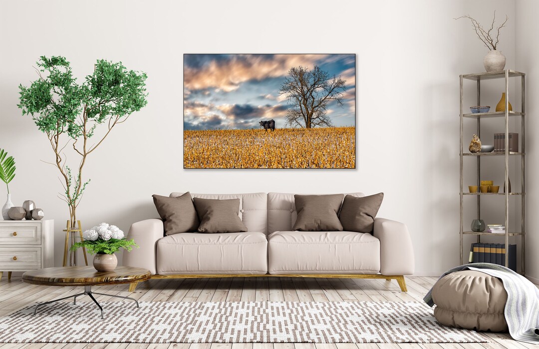 Cow in Corn, Grain Harvest, Nebraska Cornfield, Black Angus Cow, Great ...