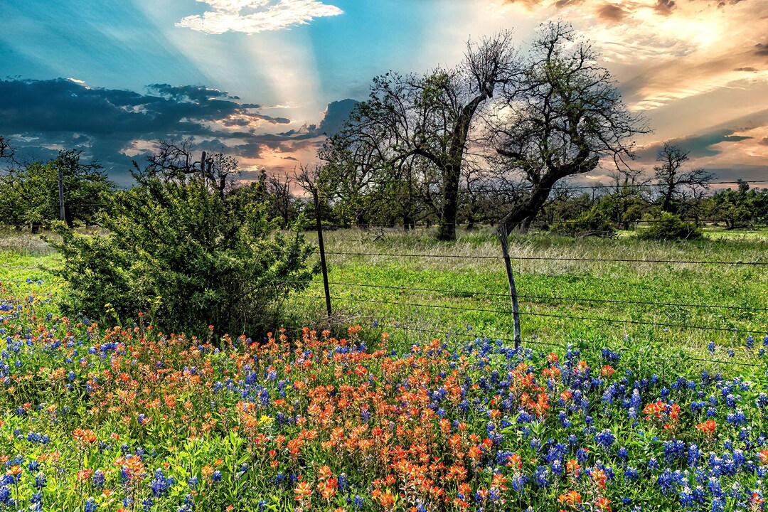Texas Landscape, Spring Flowers, Bluebonnet Flowers, Texas Hill Country ...