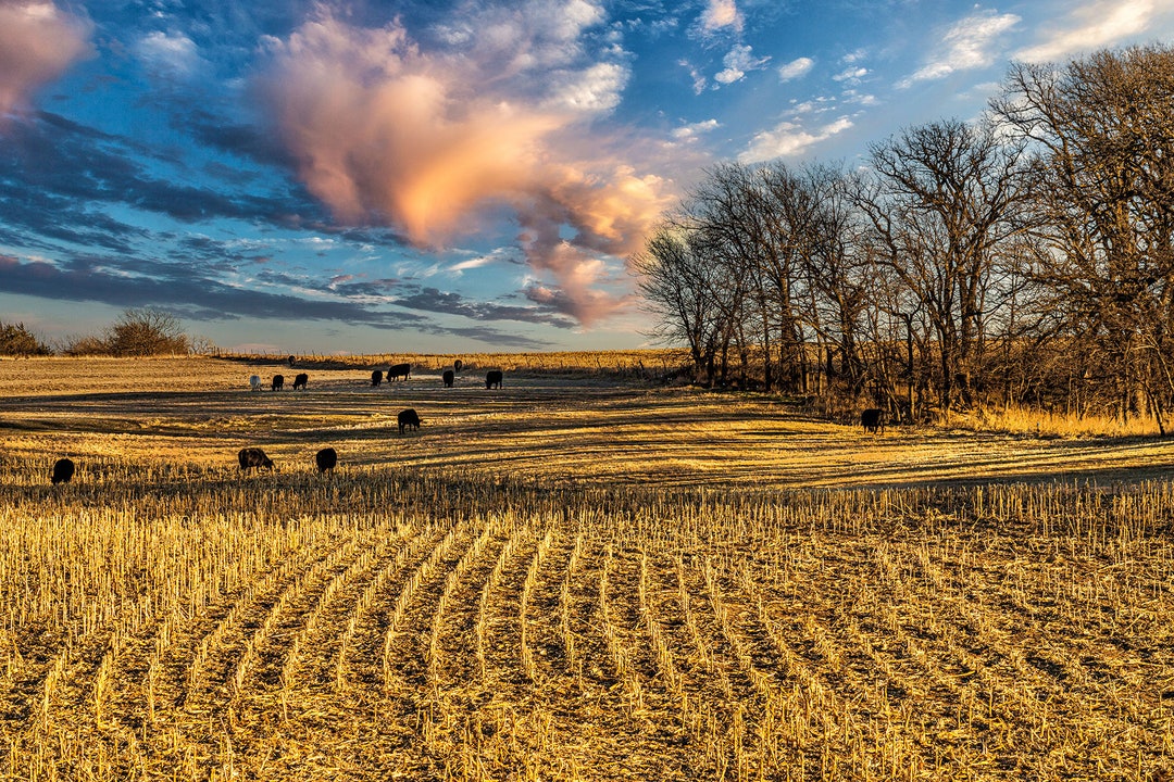 Cows in Cornfield Grain Harvest Nebraska Sunset Black Angus - Etsy