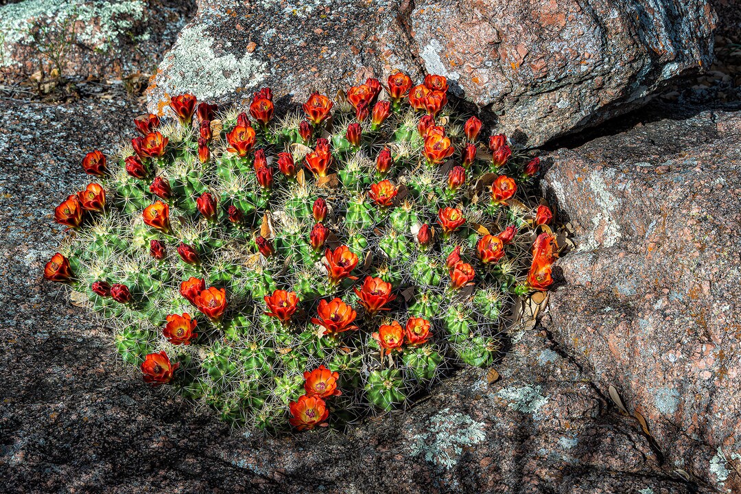Texas Claret Cup Cactus, Texas Hill Country, Fredericksburg Texas ...