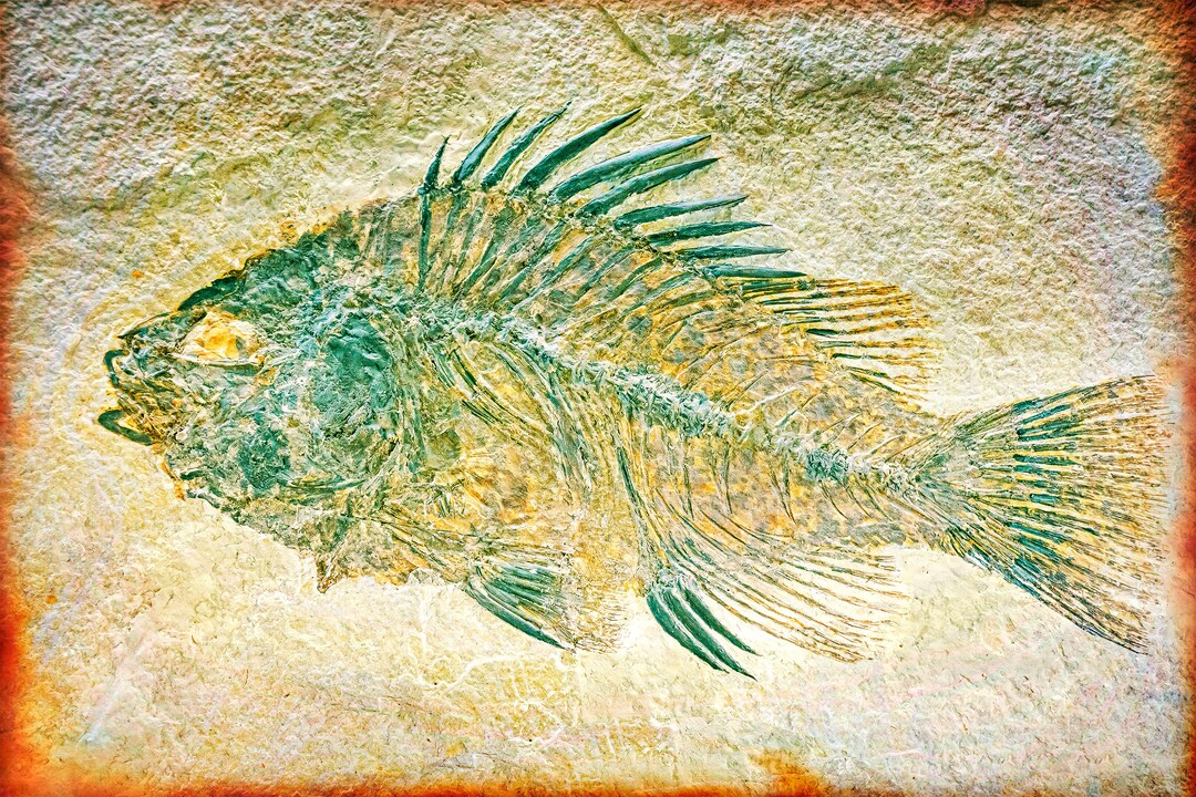 Fossil Fish, Ocean Art, Nautical Decor, Fossils Fishes, Antique Print ...