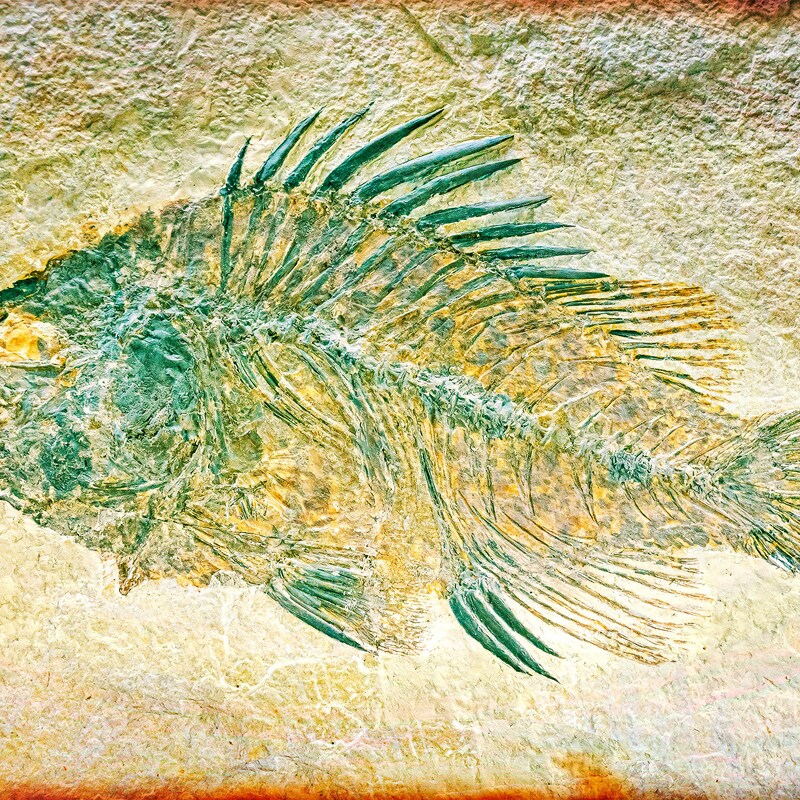 Fossils Print - Etsy