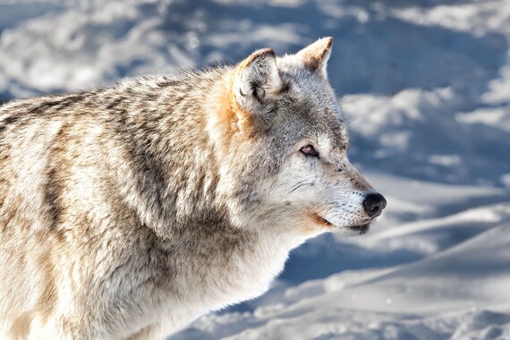 Wolf Photography Yellowstone
