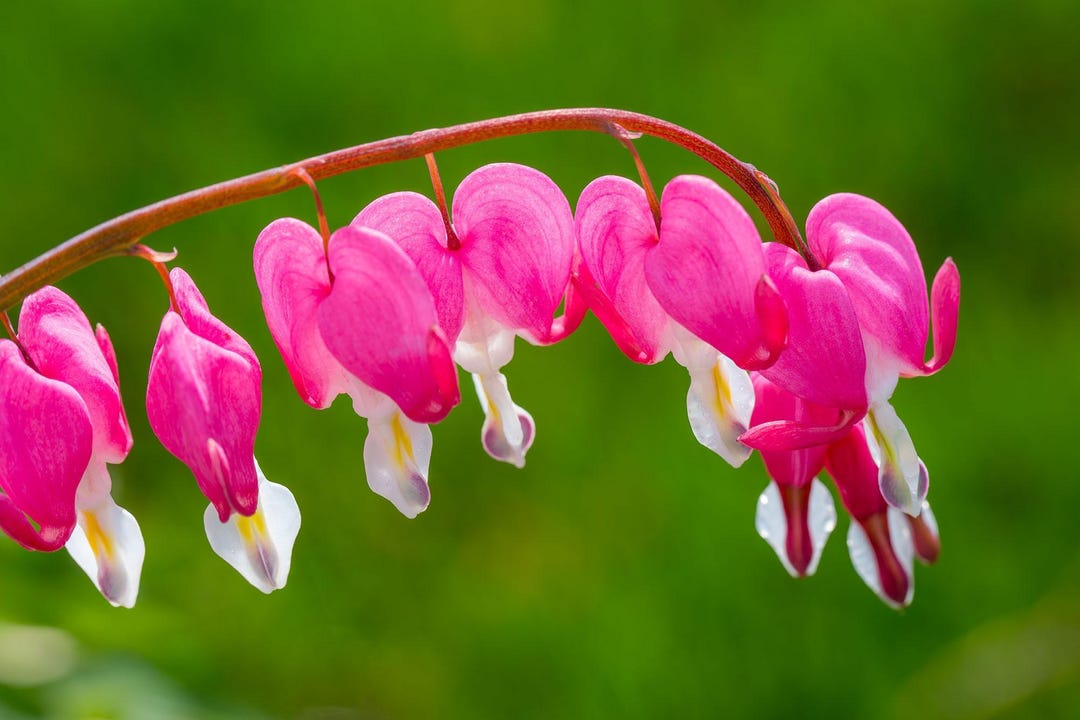 Pink Flowers Photo, Bleeding Heart Photo, Floral Art Decor, Fine Art ...
