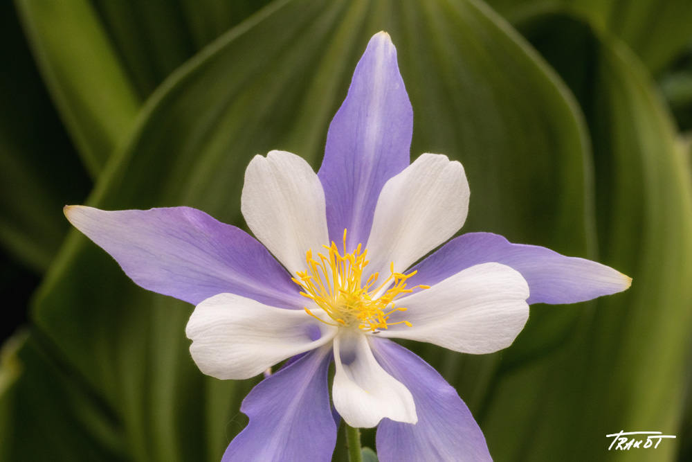 Colorado State Flower Blue Columbines Mountain Wildflowers | Etsy