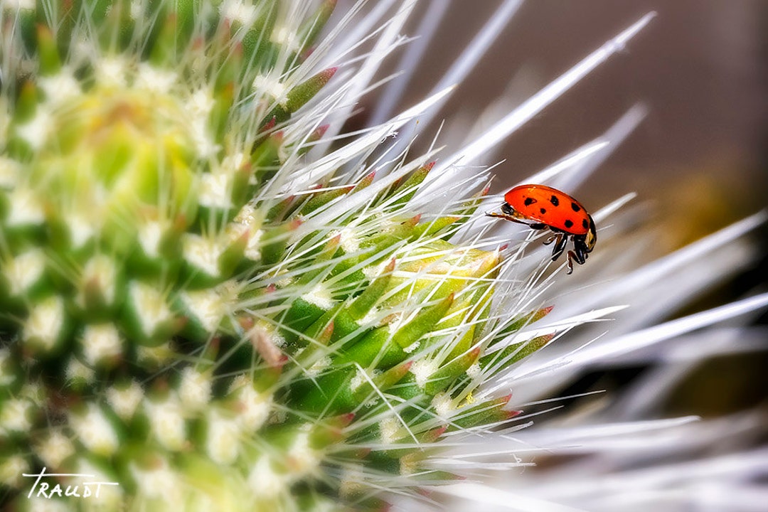 Ladybug Art, Cactus Art, Lady Bug, Home Decor, Office Print, Large ...