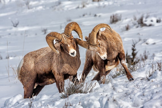 Big Horn Sheep Fighting