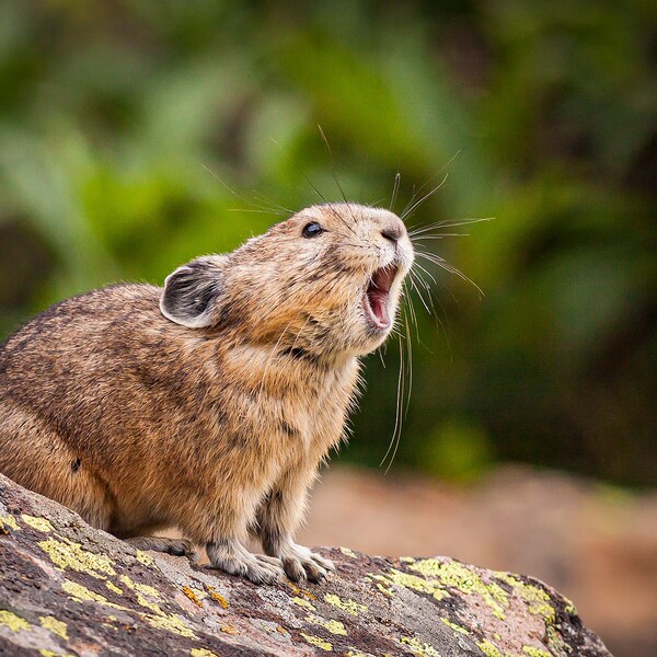 Pika - Etsy