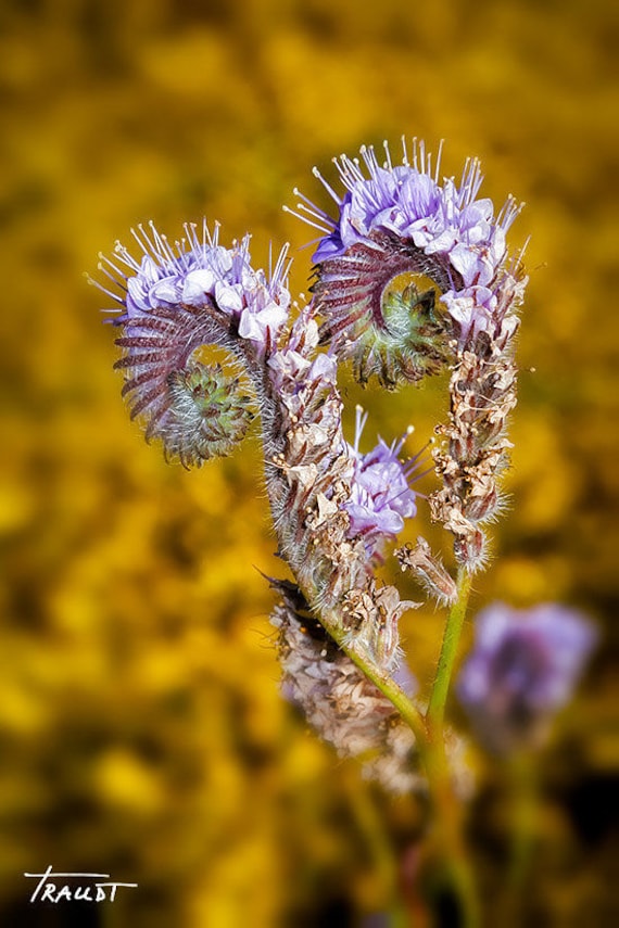 Purple Tansy Plant