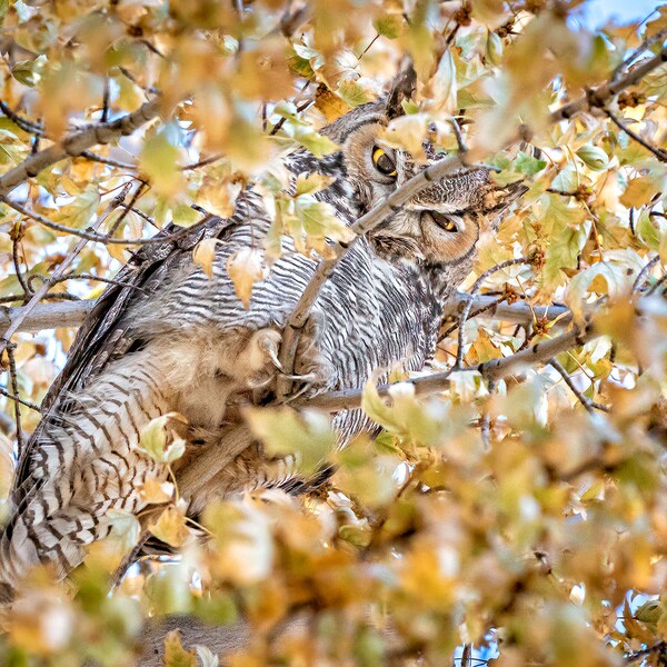 Hidden Photo Ornament - Etsy