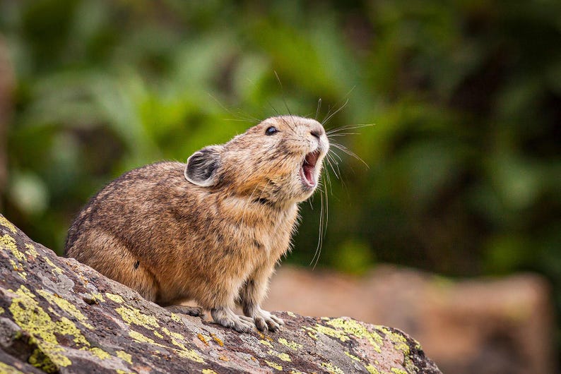 Pika, Pica, Ouray Yankee Boy Basin, Animal Humor, Rustic Cabin Print ...