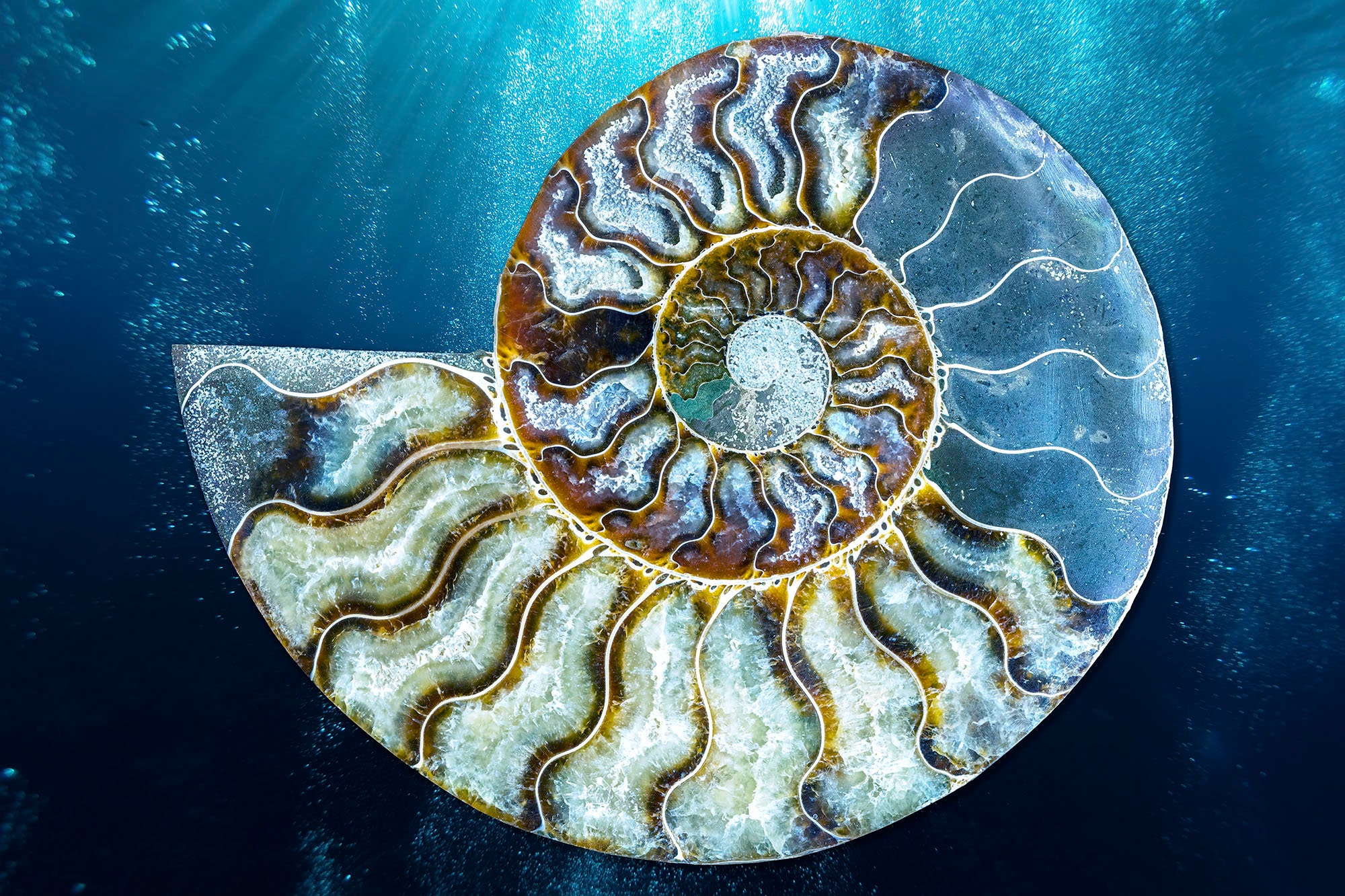 Ammonite Art