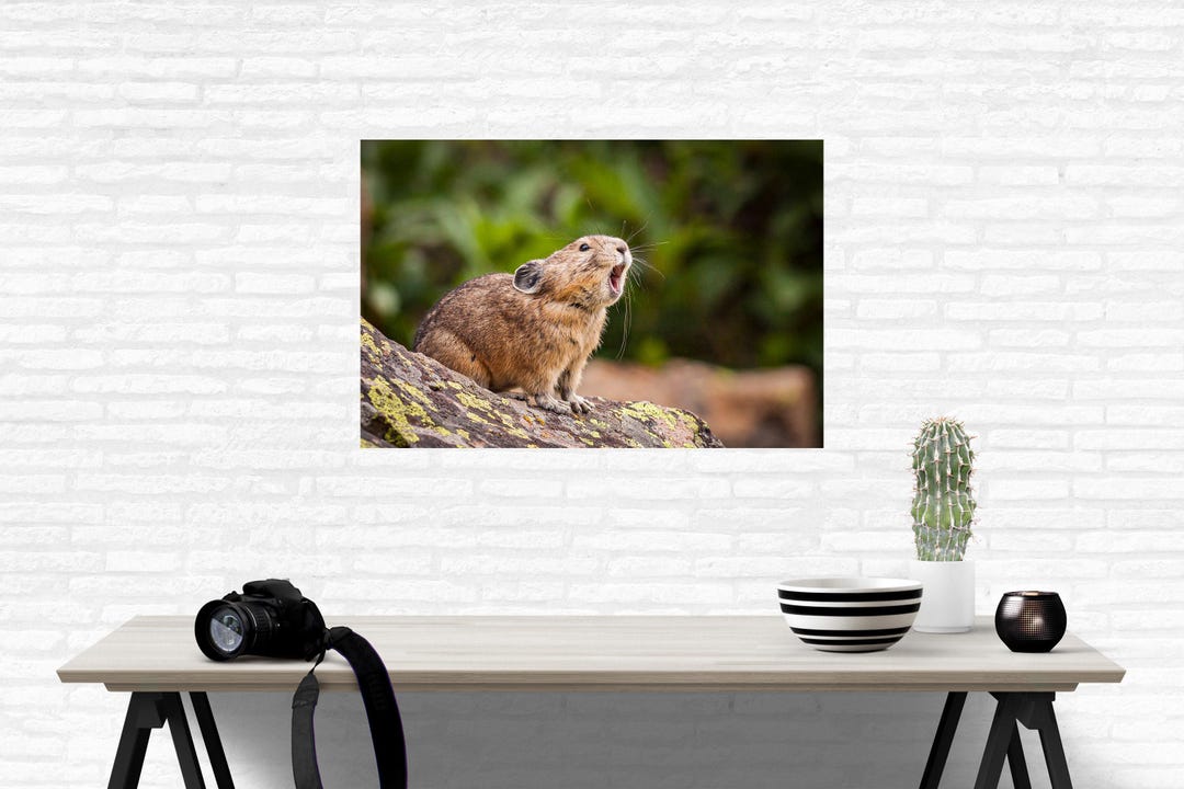 Pika, Pica, Ouray Yankee Boy Basin, Animal Humor, Rustic Cabin Print ...