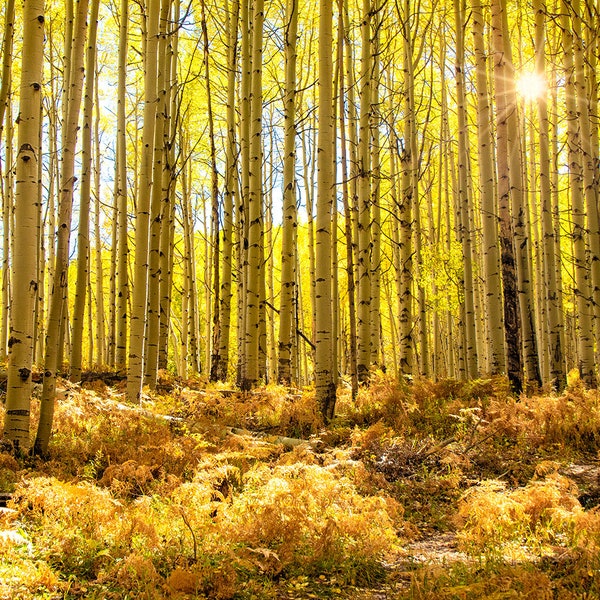 Colorado Aspen Trees Art - Etsy