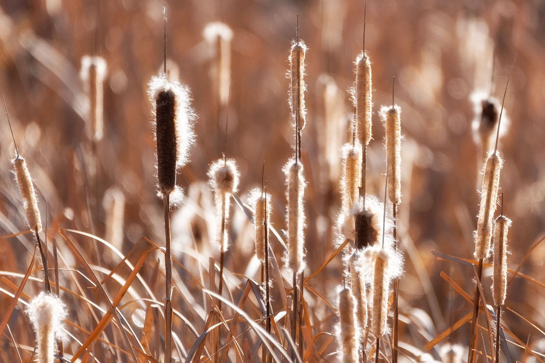Cattails Photo, Bulrush, Nature Photo, Large Wall Art, Autumn Photo ...