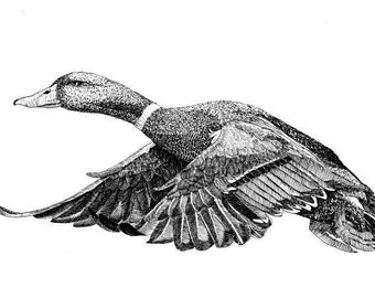 Mallard Duck Drawing