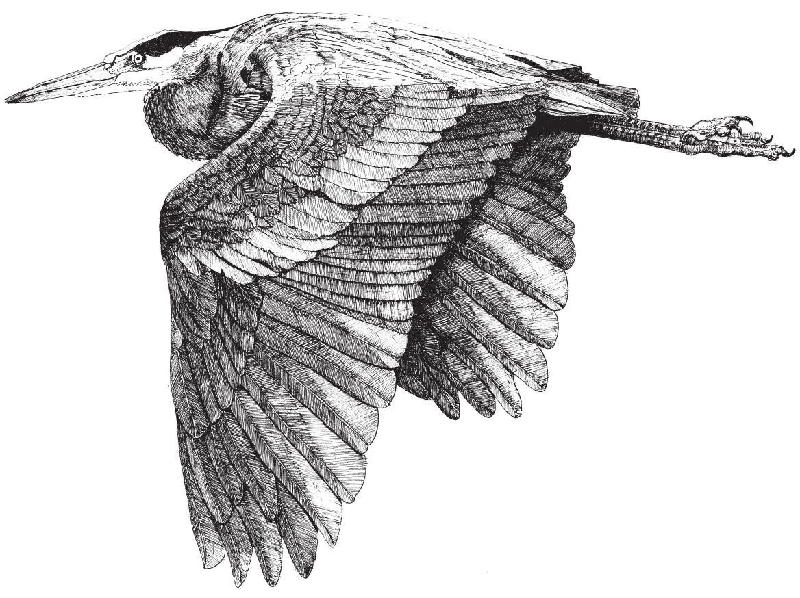 Great Blue Heron in Flight. Original Pen and Ink Drawing - Etsy UK