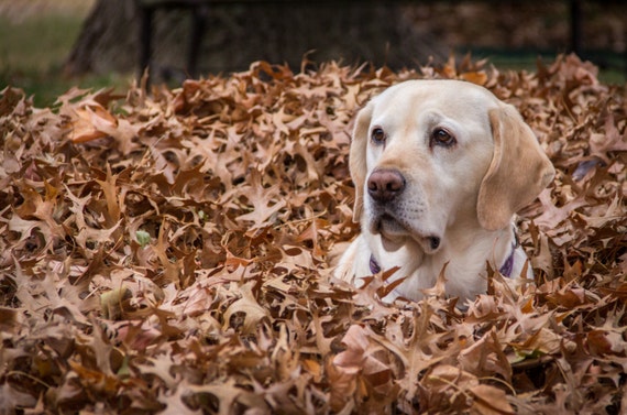Yellow Labradane