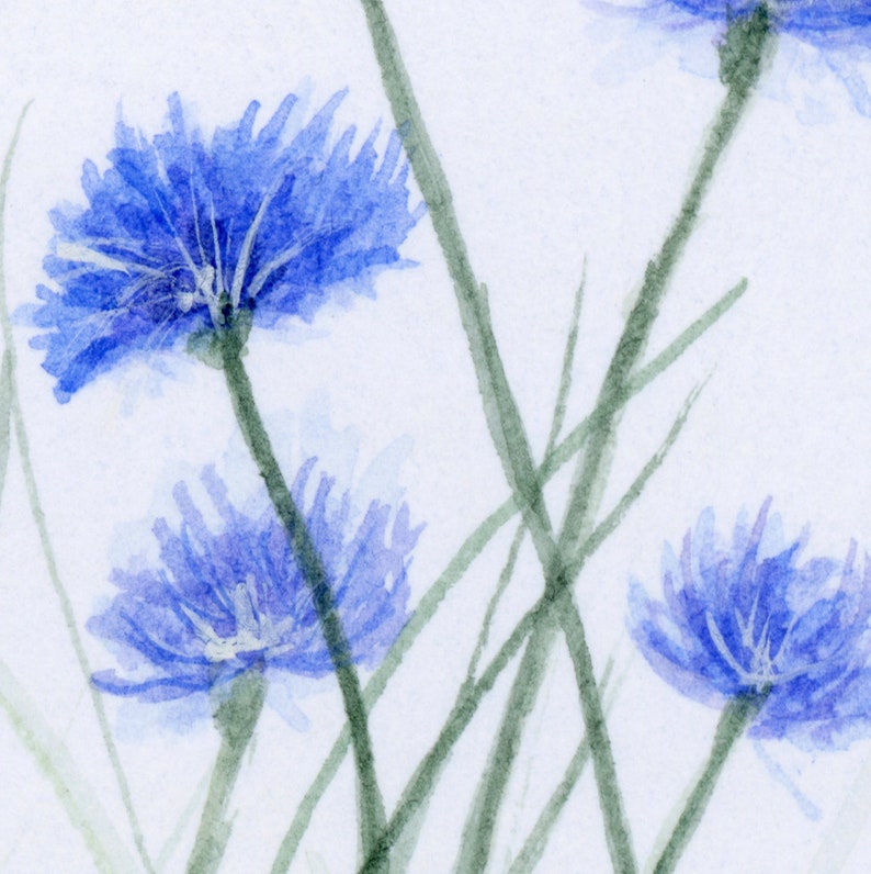 Blue Cornflowers Print, 6x6, 8x8, 10x10, 12x12, Giclee Print ...