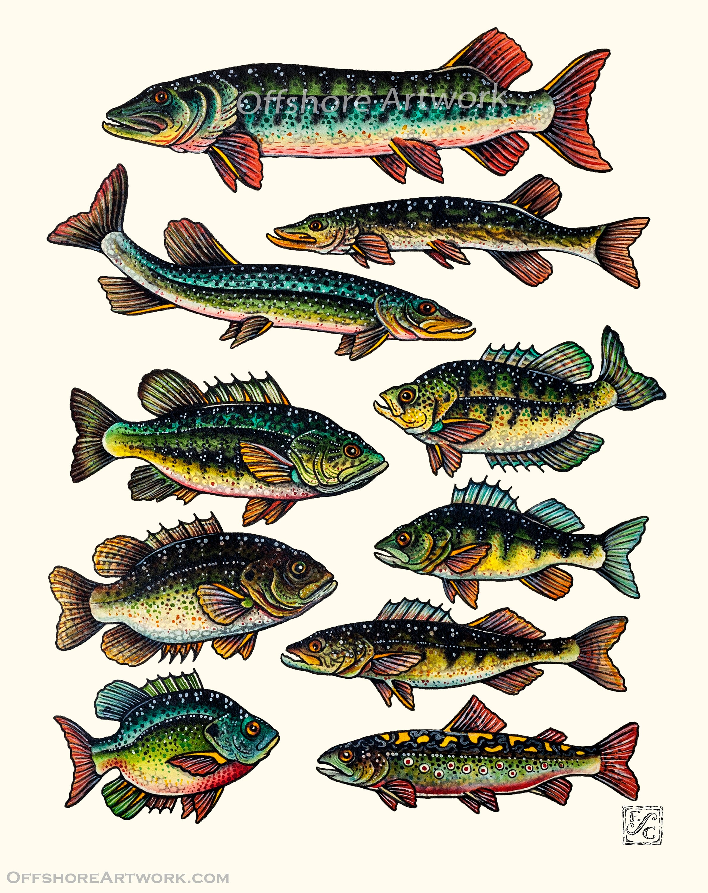 Freshwater School of Fish 11"x14" Giclee Print of A Watercolor Painting ...