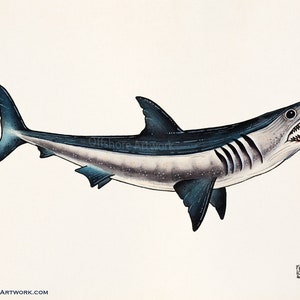 Mako Shark Giclee Print of a Watercolor Painting. Blue Pointer. Bonito ...