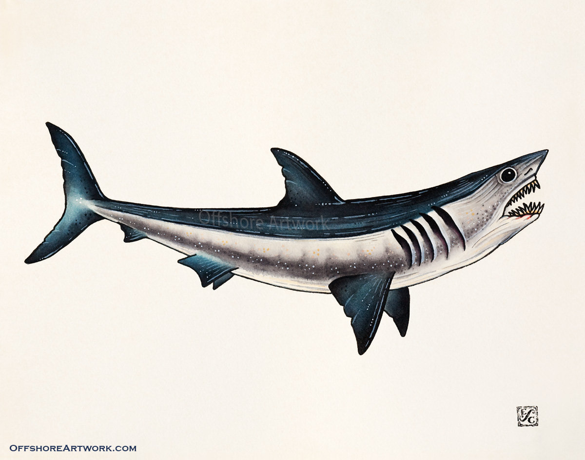 Mako Shark Giclee Print of a Watercolor Painting. Blue Pointer. Bonito ...