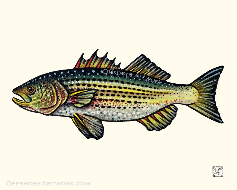 Striped Bass 8"x10" Giclee Print of A Watercolor Painting. Striper ...