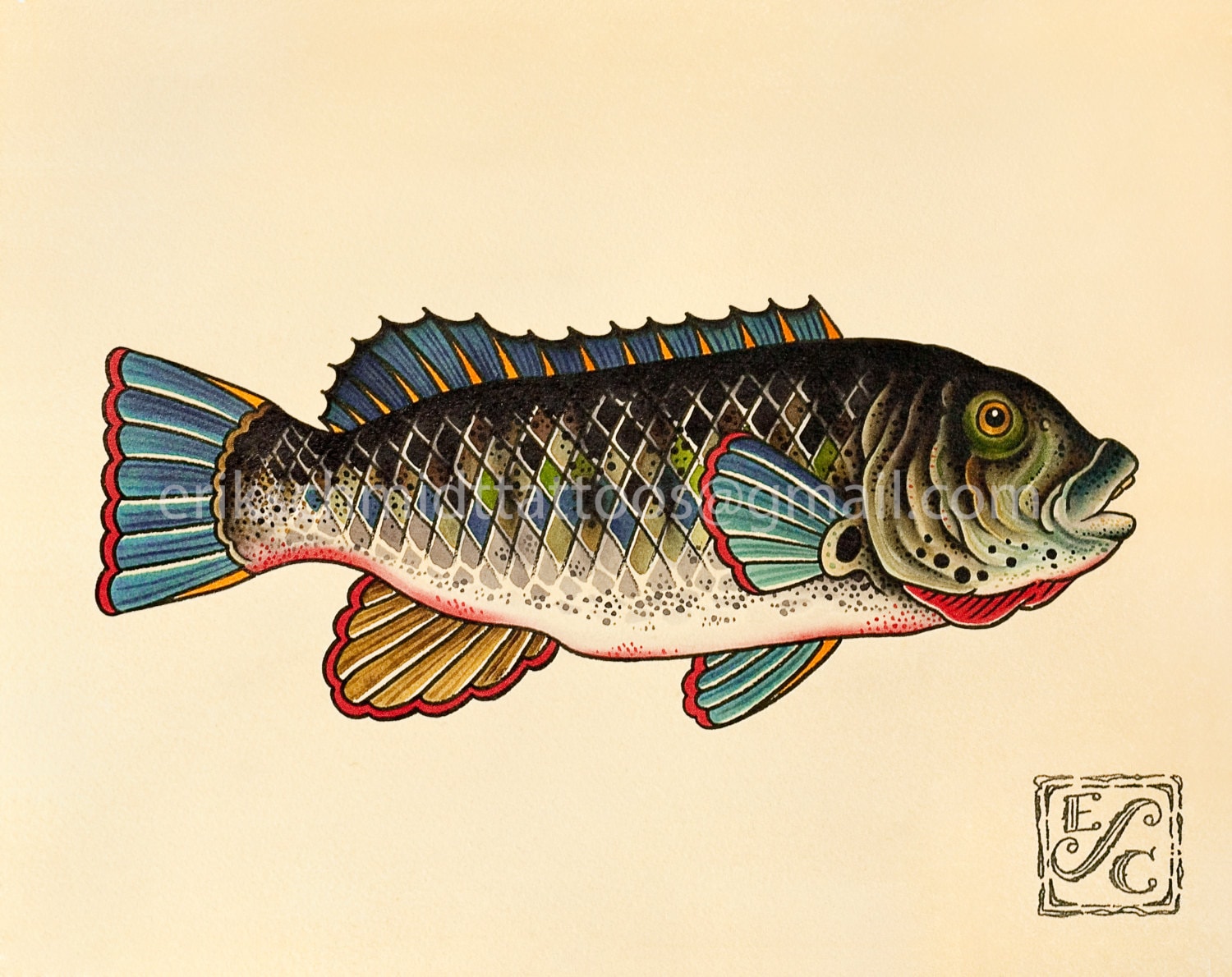 Tautog Fish 11x14 Giclee Print Of A Watercolor - Etsy.de