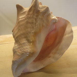 Two Natural Horned Conch Seashells Nautical Decorations 8" and 5 1/2 ...