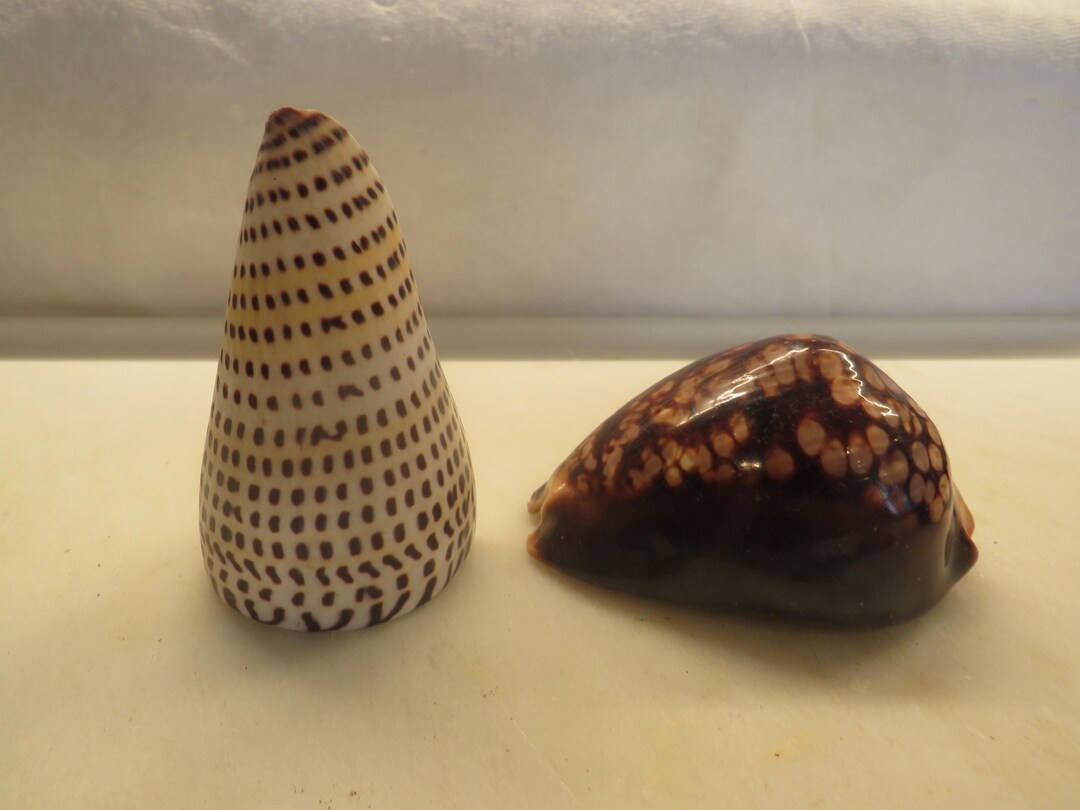 1 Alphabet Cone Seashell 3 1/8" and 1 Natural Tiger Cowrie Seashell 3 1 ...