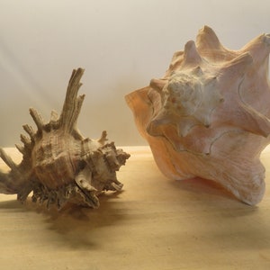 Two Natural Horned Conch Seashells Nautical Decorations 8" and 5 1/2 ...