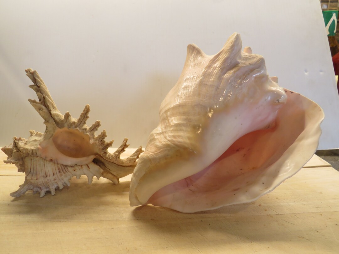 Two Natural Horned Conch Seashells Nautical Decorations 8" and 5 1/2 ...