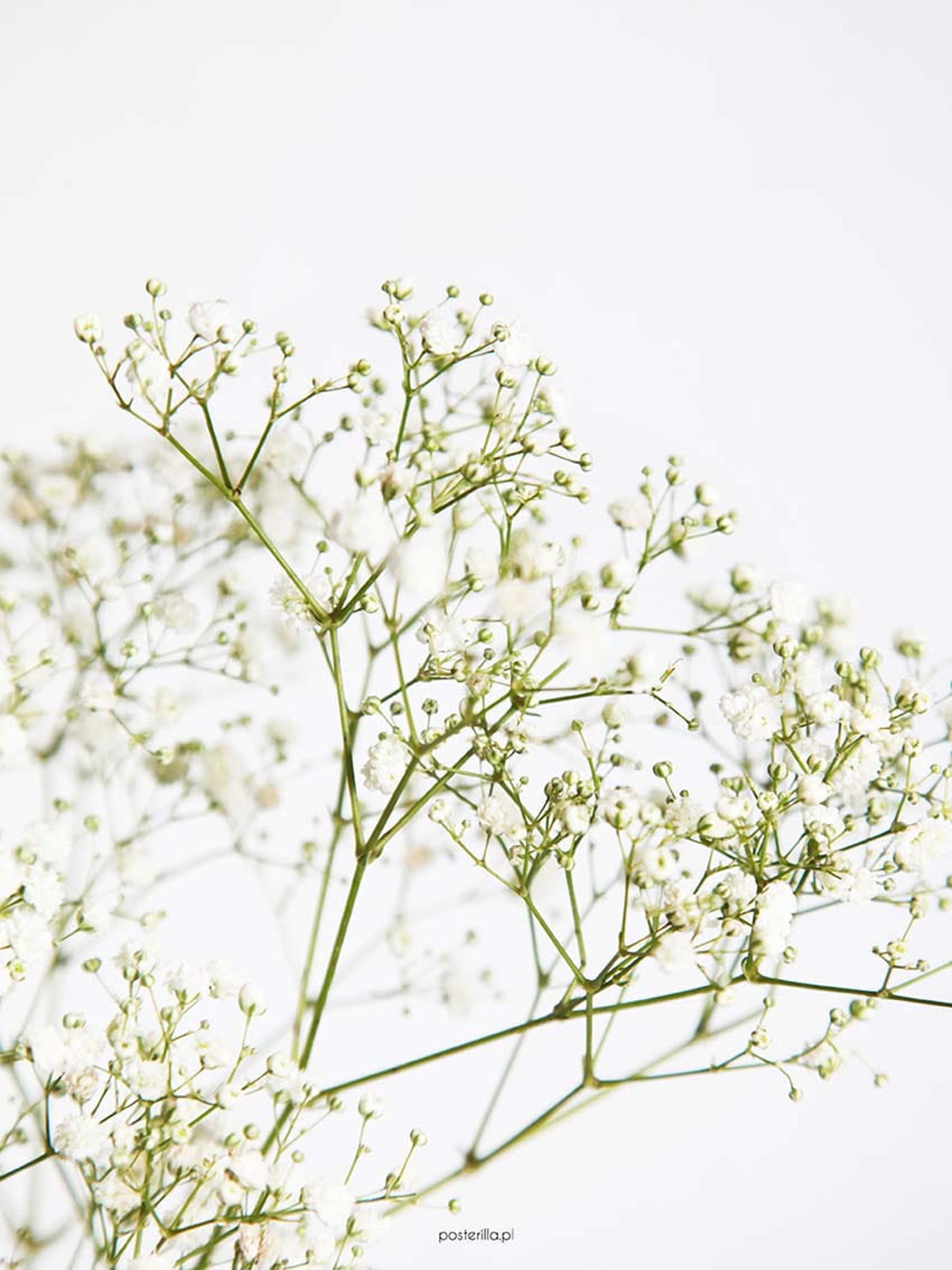 Green Delicate Poster - Etsy